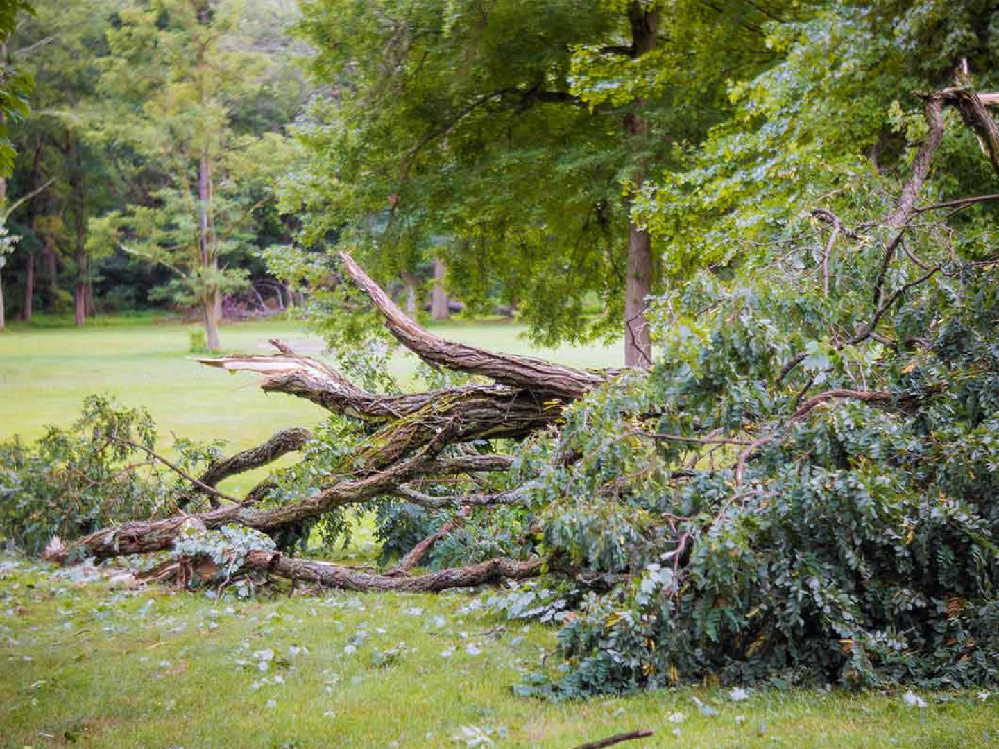 Storm Cleanup Services, Debris Removal | Walled Lake & Farmington Hills ...